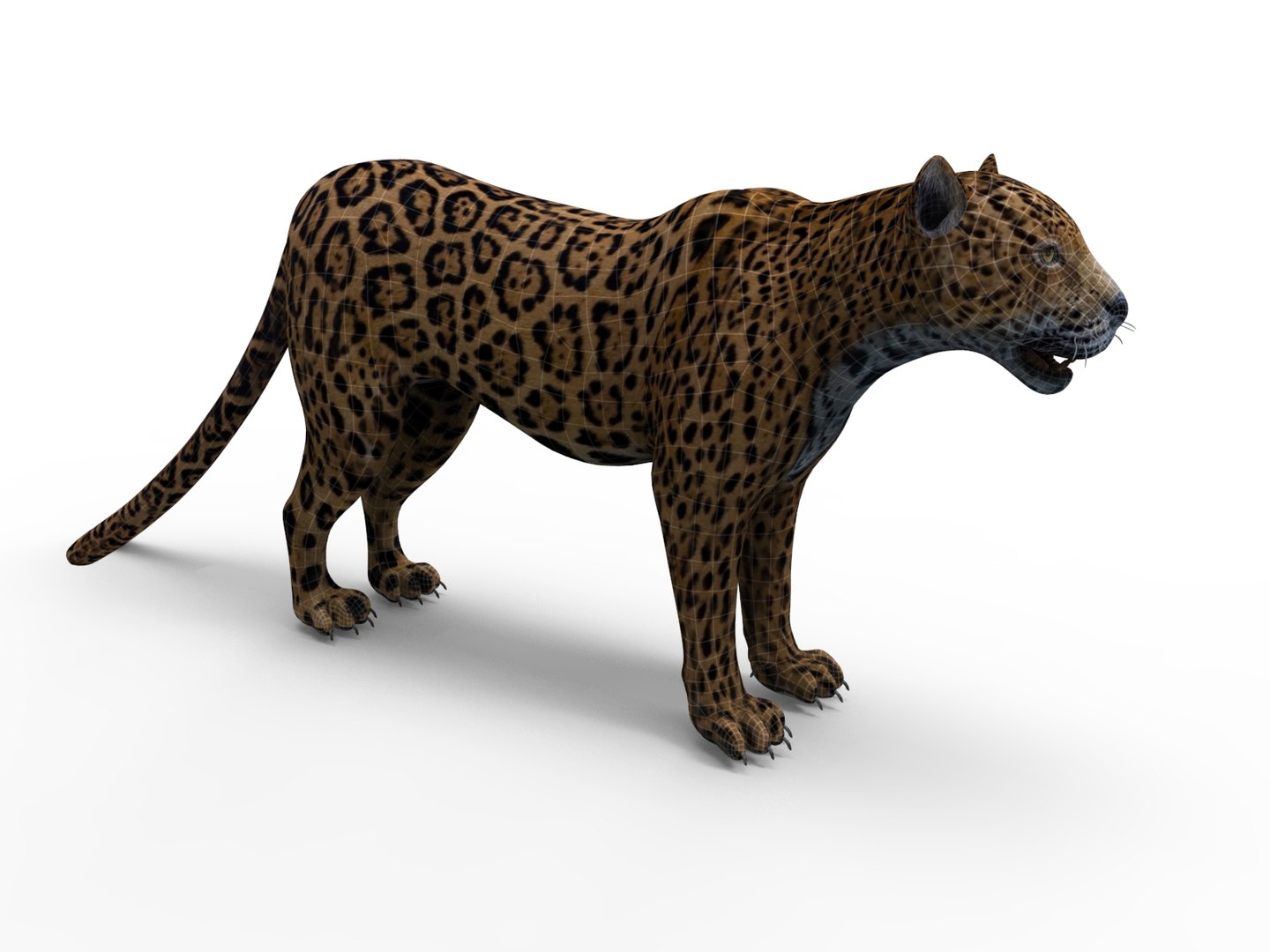 3D Realistic Fur Leopard - TurboSquid 1701834