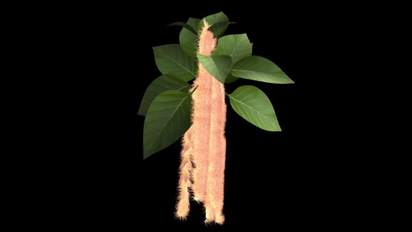 3D Amaranth Models | TurboSquid