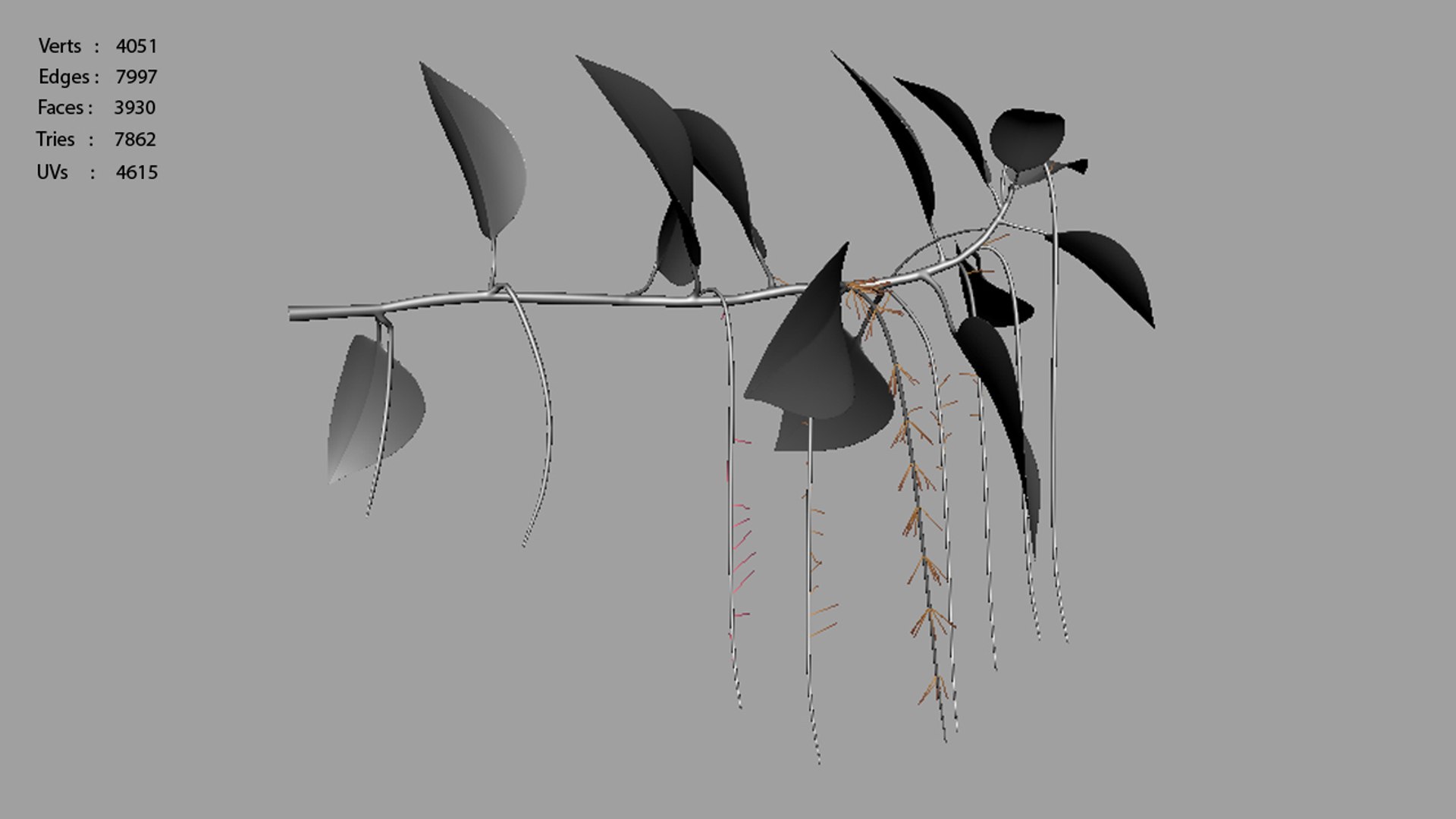 Amaranthus Amaranth 3d Obj