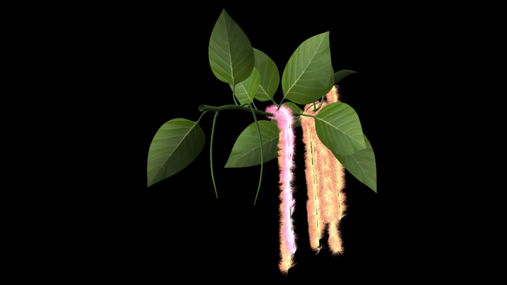 Amaranthus Amaranth 3d Obj