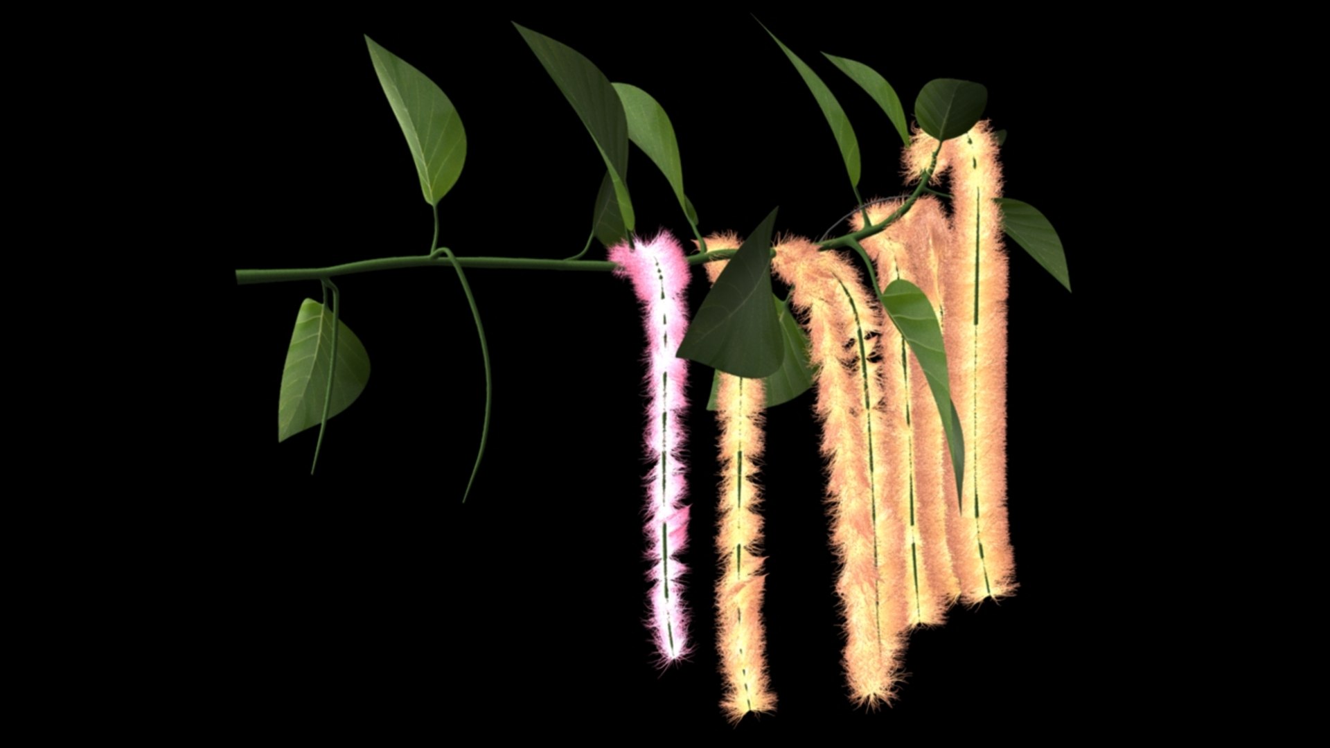 Amaranthus Amaranth 3d Obj
