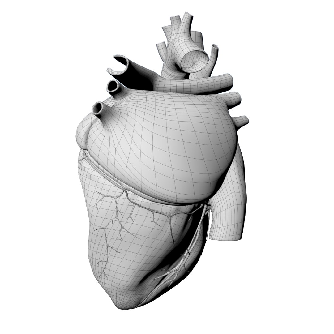 3D Dissected Human Heart Model - TurboSquid 1361664