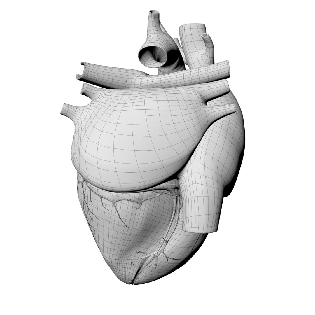 3D Dissected Human Heart Model - TurboSquid 1361664