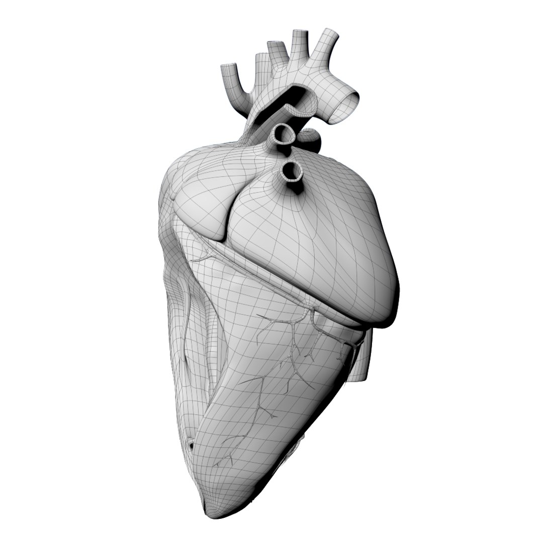 3D Dissected Human Heart Model - TurboSquid 1361664