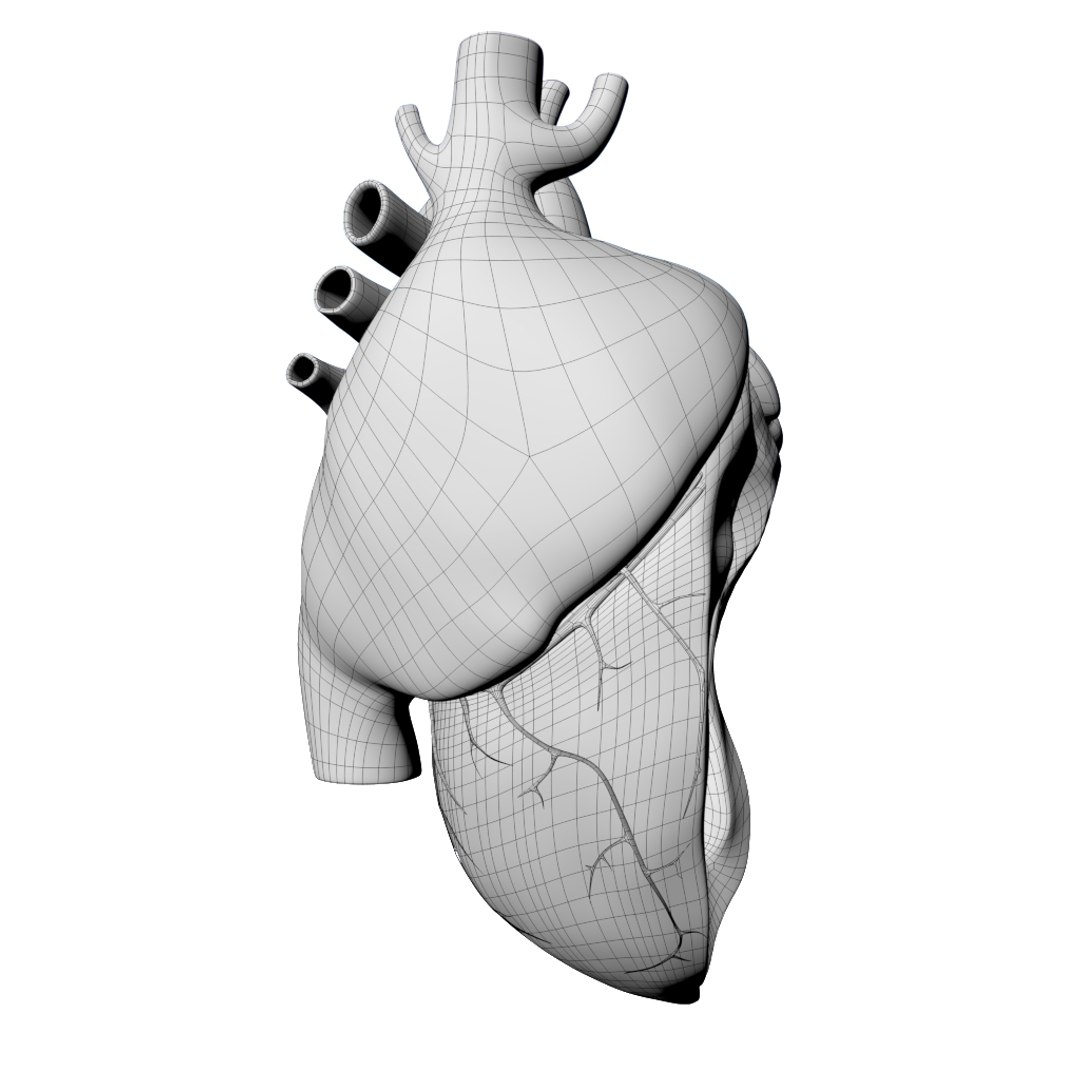 3D Dissected Human Heart Model - TurboSquid 1361664