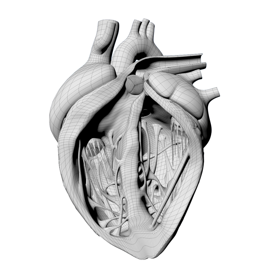 3D Dissected Human Heart Model - TurboSquid 1361664