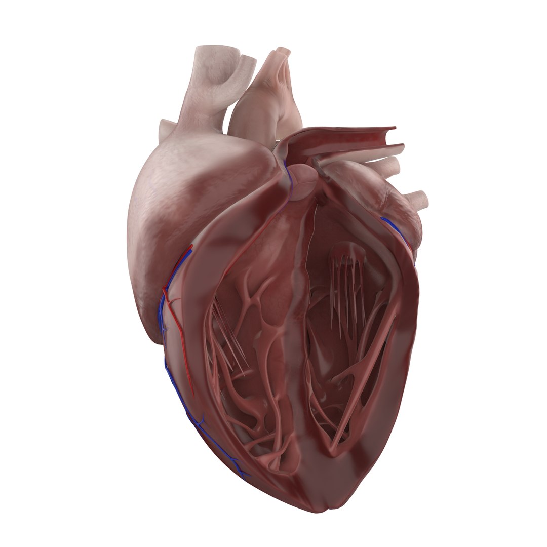 3D Dissected Human Heart Model - TurboSquid 1361664