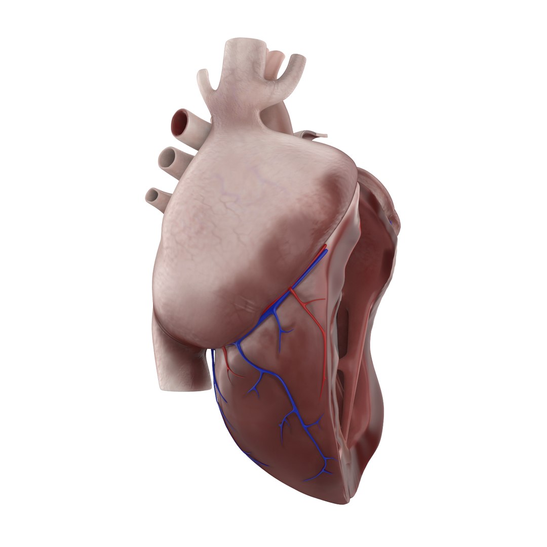 3D Dissected Human Heart Model - TurboSquid 1361664