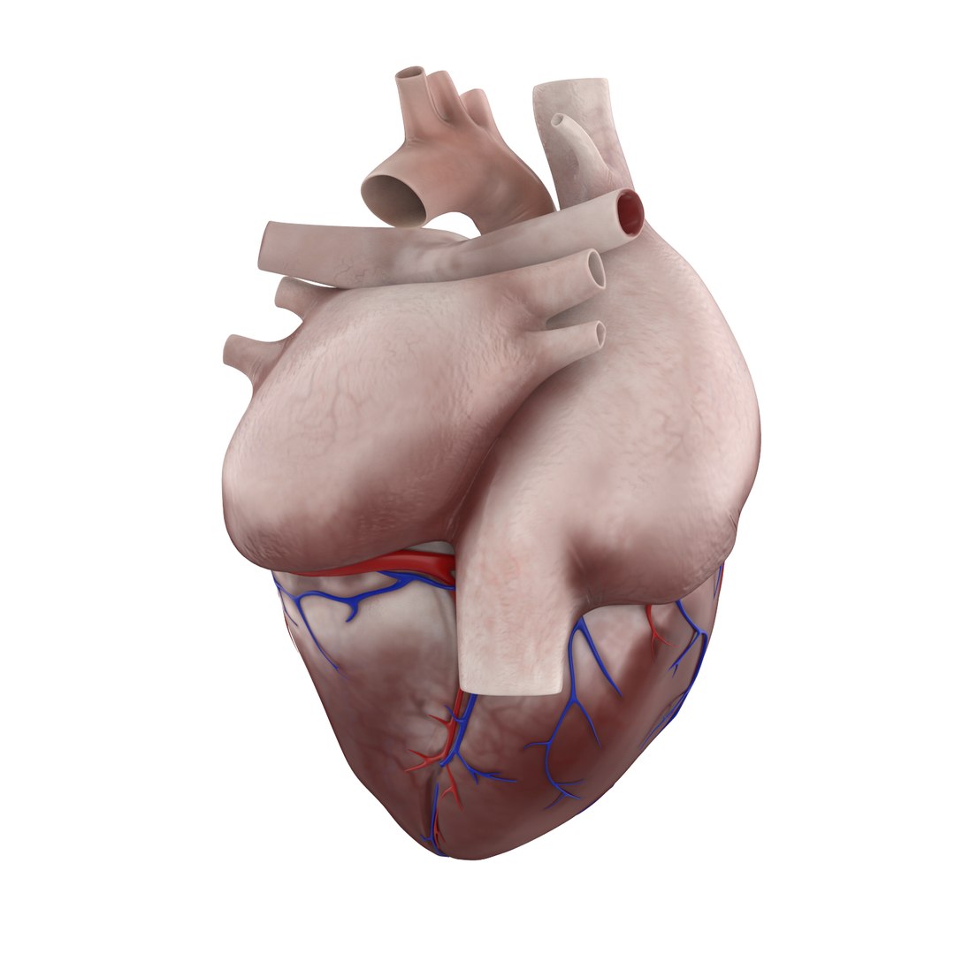 3D Dissected Human Heart Model - TurboSquid 1361664