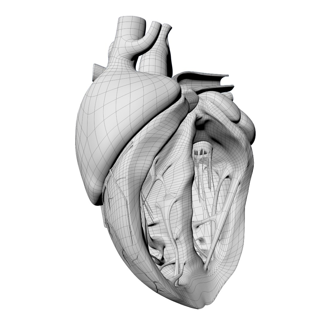 3D Dissected Human Heart Model - TurboSquid 1361664