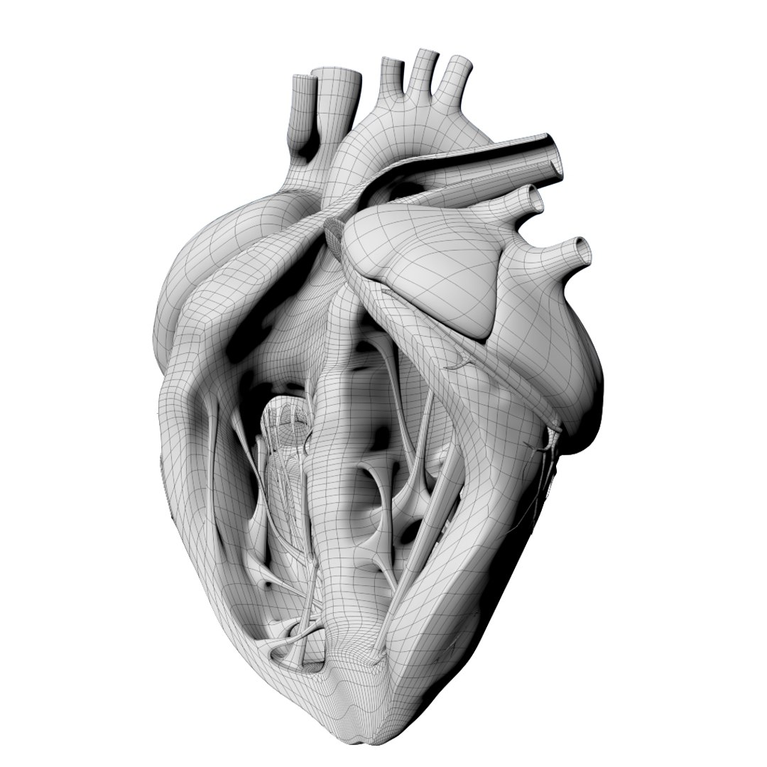 3D Dissected Human Heart Model - TurboSquid 1361664