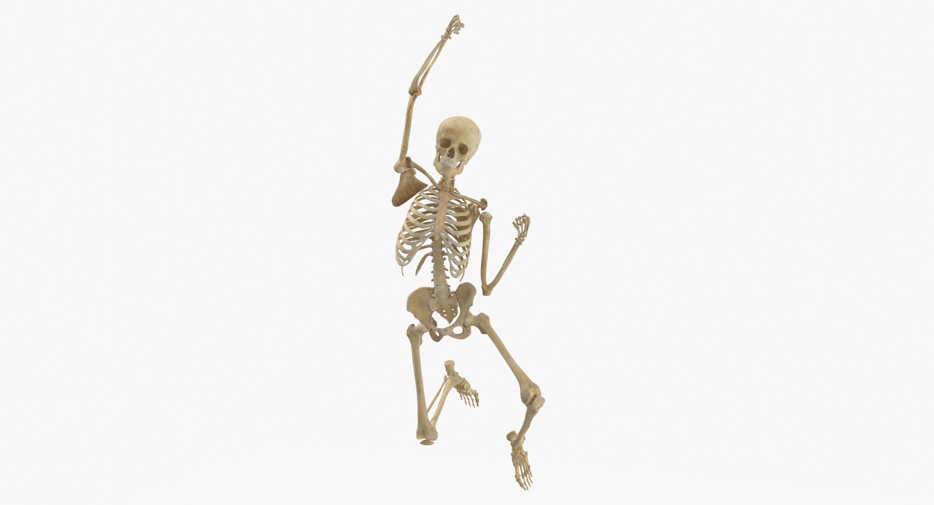 Real Human Female Skeleton Pose 74 3D model - TurboSquid 1726212
