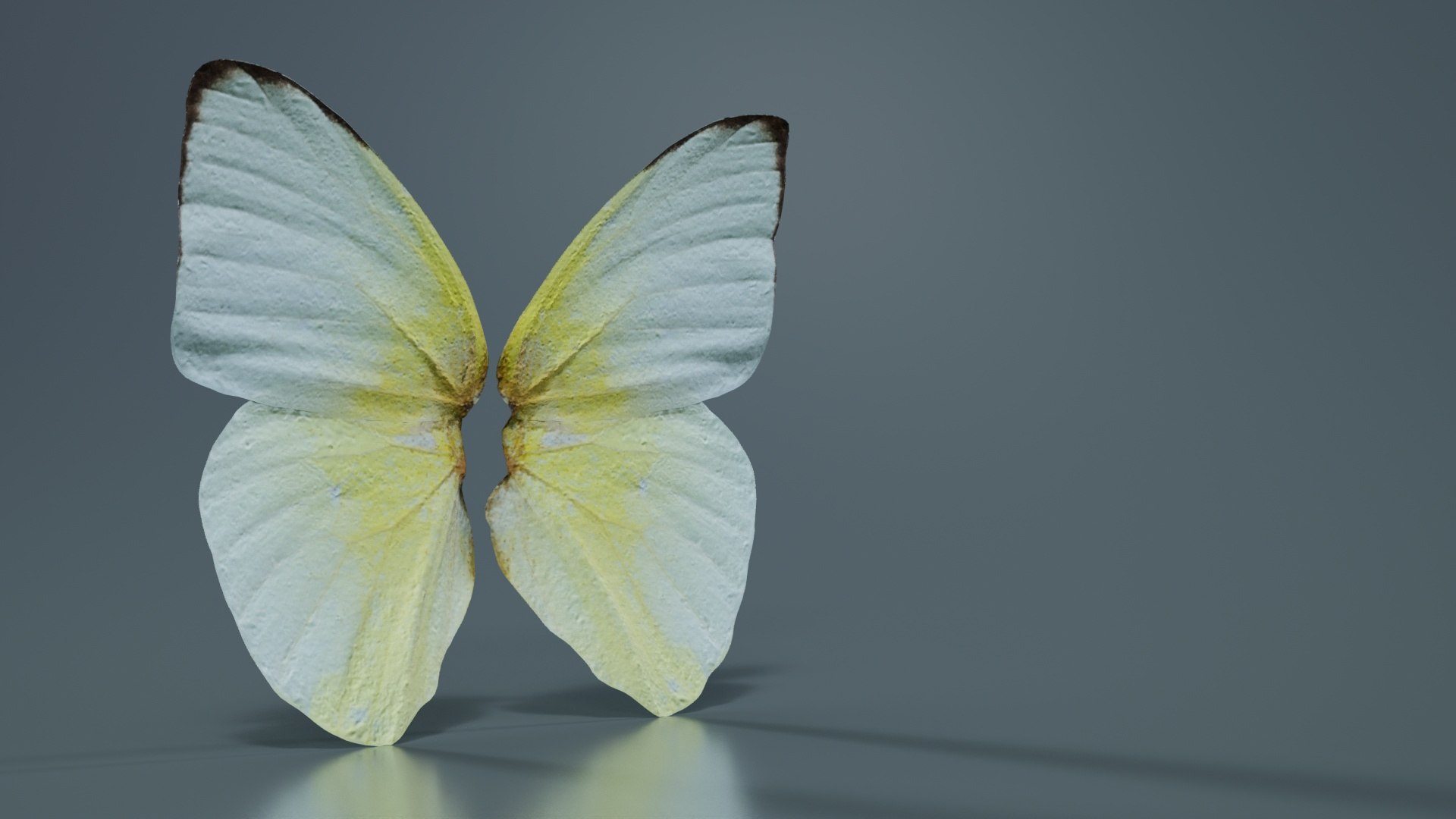 3D Common Emigrant Remastered Model - TurboSquid 2359858