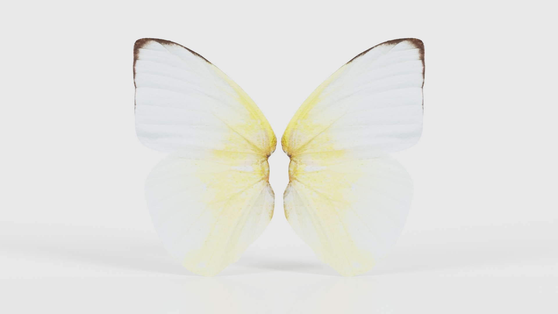 3D Common Emigrant Remastered Model - TurboSquid 2359858