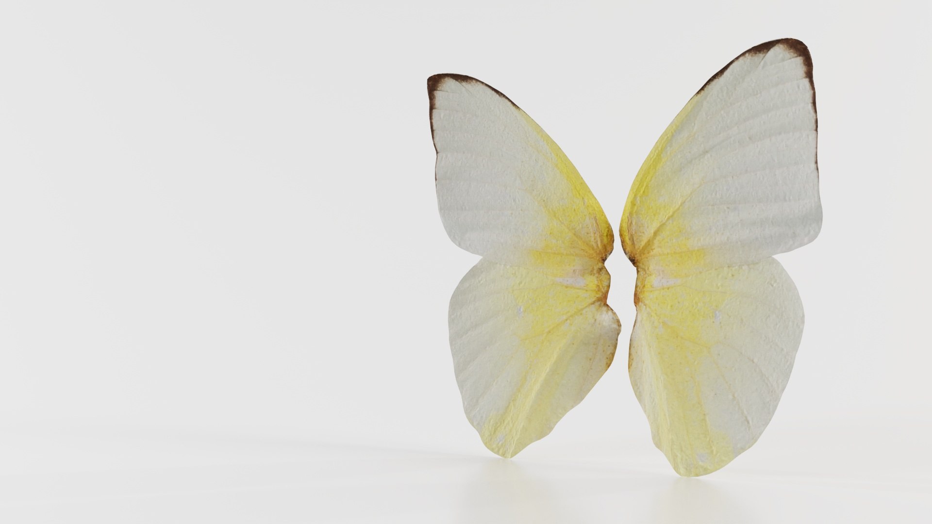 3D Common Emigrant Remastered Model - TurboSquid 2359858