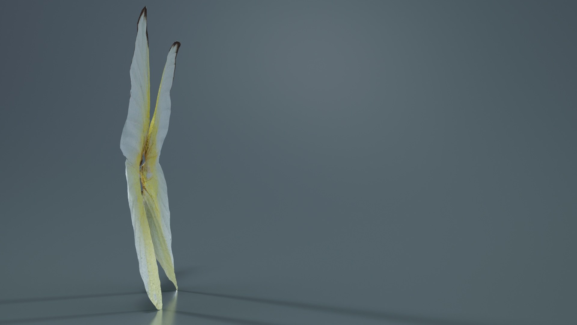 3D Common Emigrant Remastered Model - TurboSquid 2359858