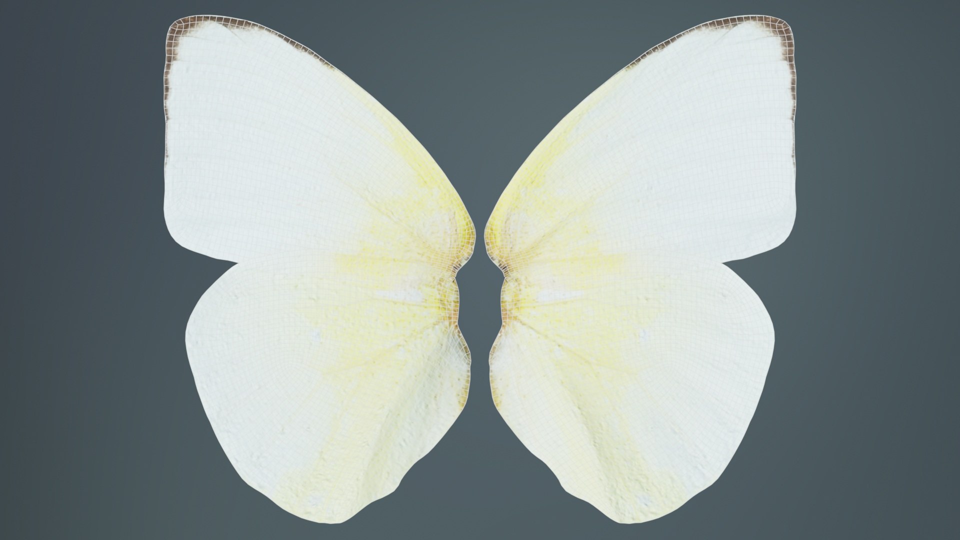 3D Common Emigrant Remastered Model - TurboSquid 2359858