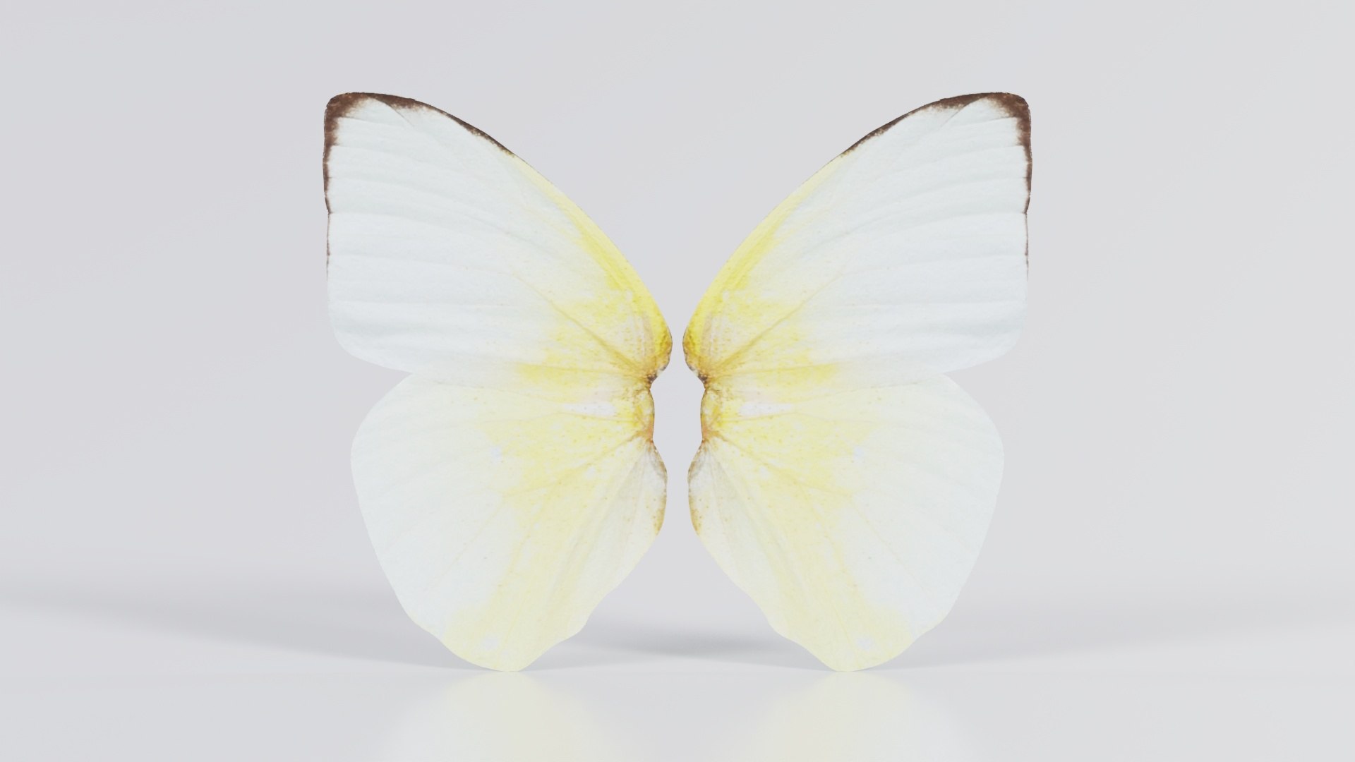 3D Common Emigrant Remastered Model - TurboSquid 2359858