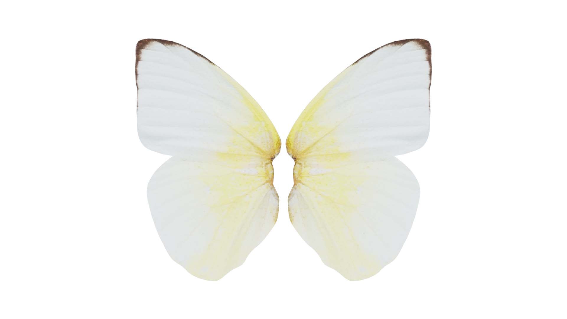 3D Common Emigrant Remastered Model - TurboSquid 2359858