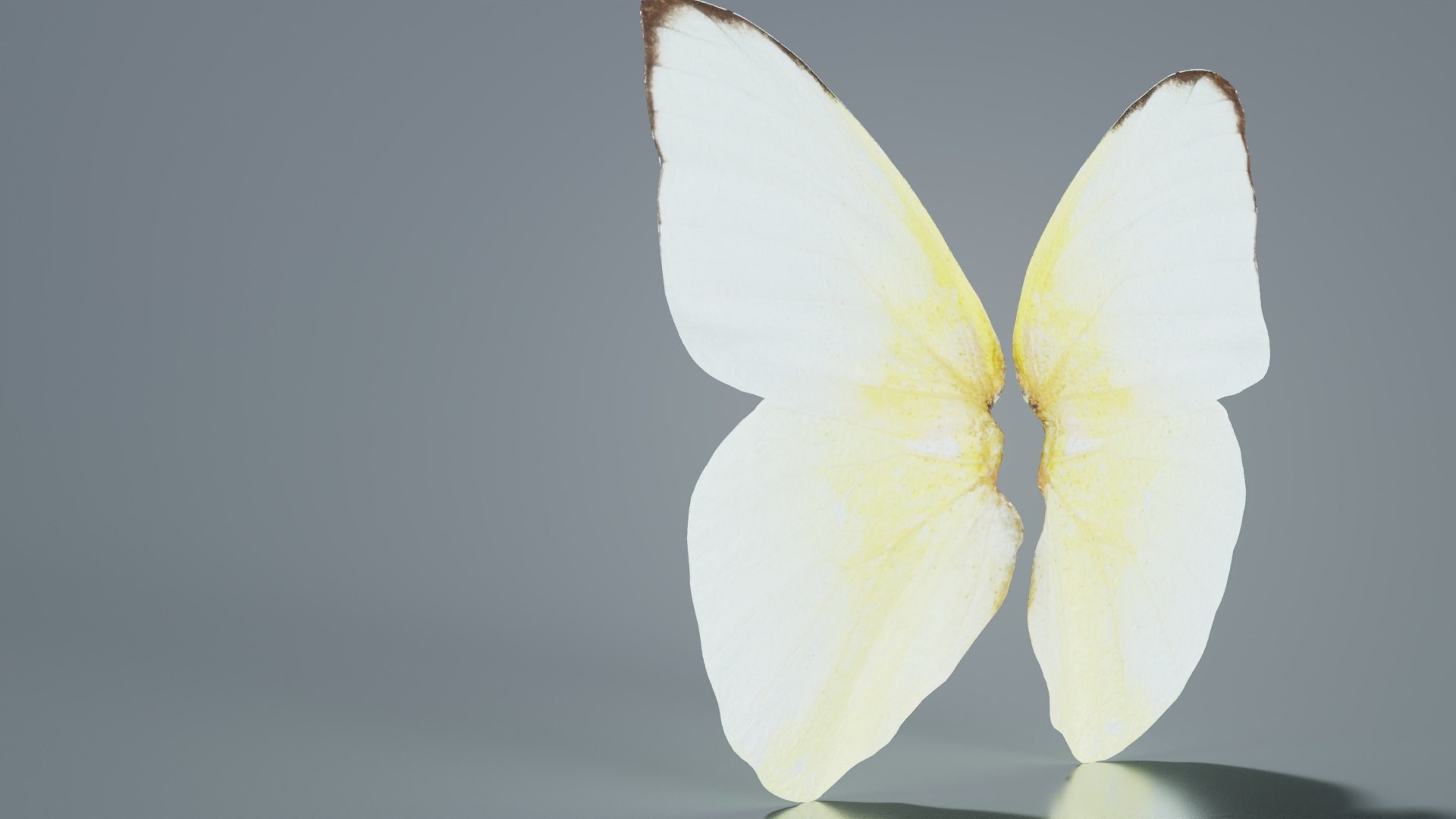 3D Common Emigrant Remastered Model - TurboSquid 2359858