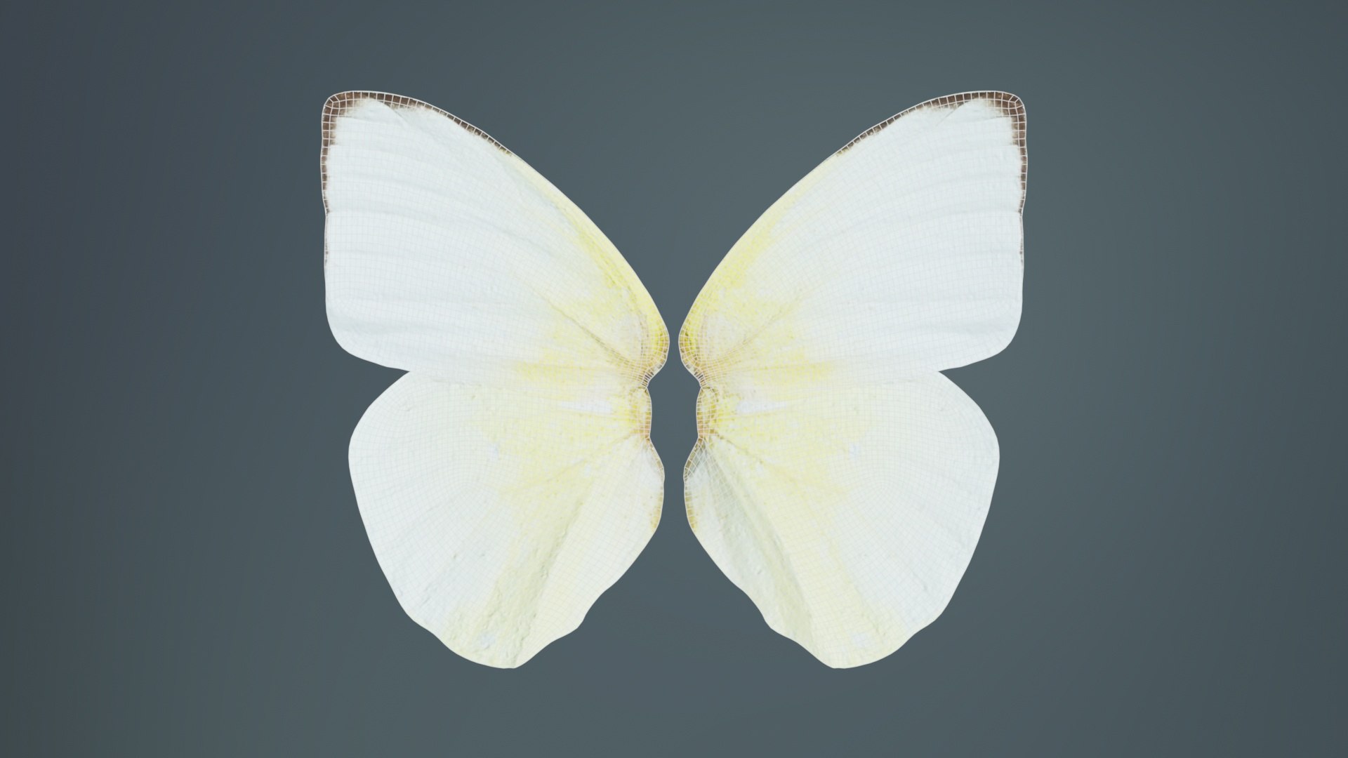 3D Common Emigrant Remastered Model - TurboSquid 2359858