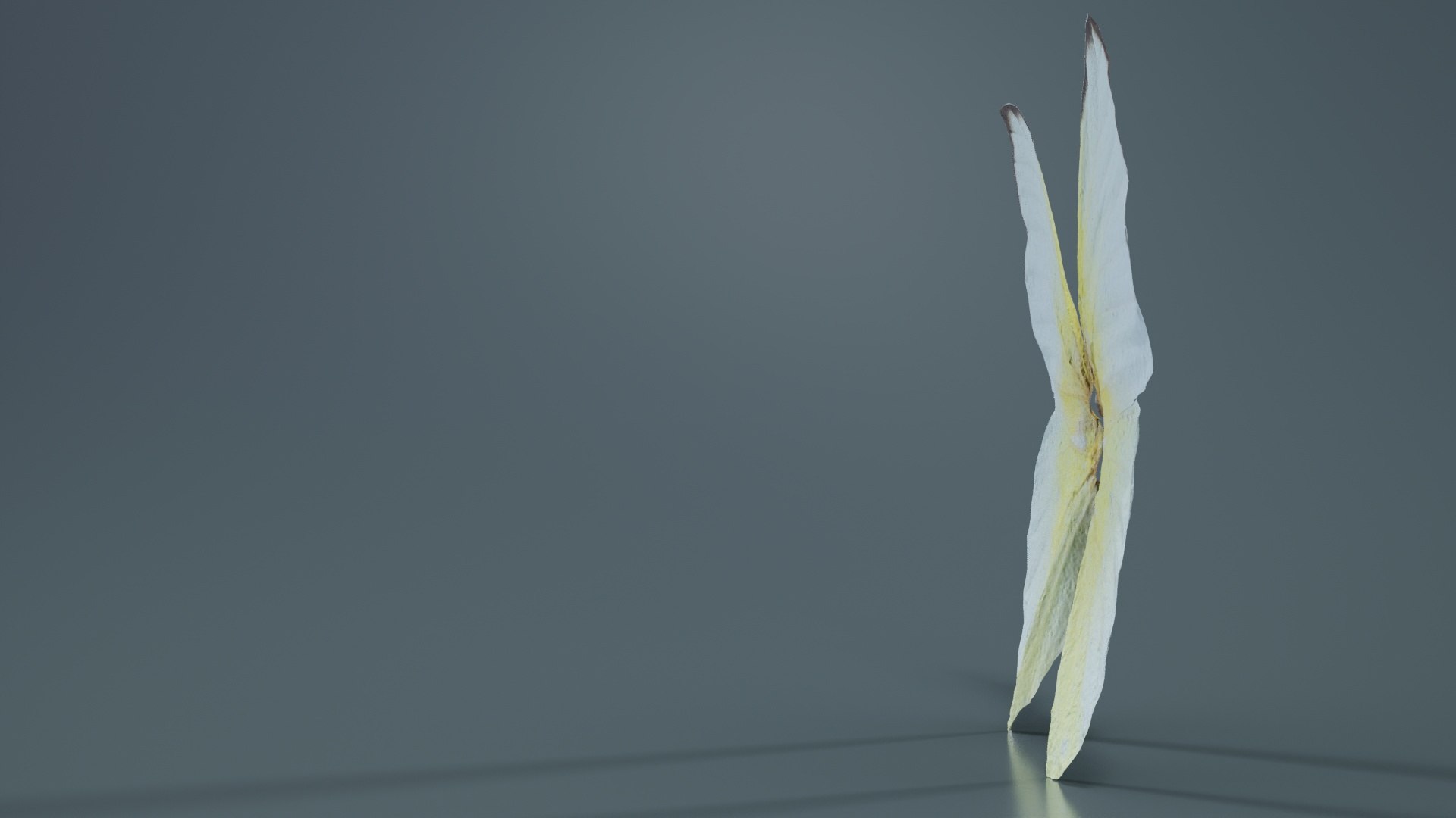 3D Common Emigrant Remastered Model - TurboSquid 2359858