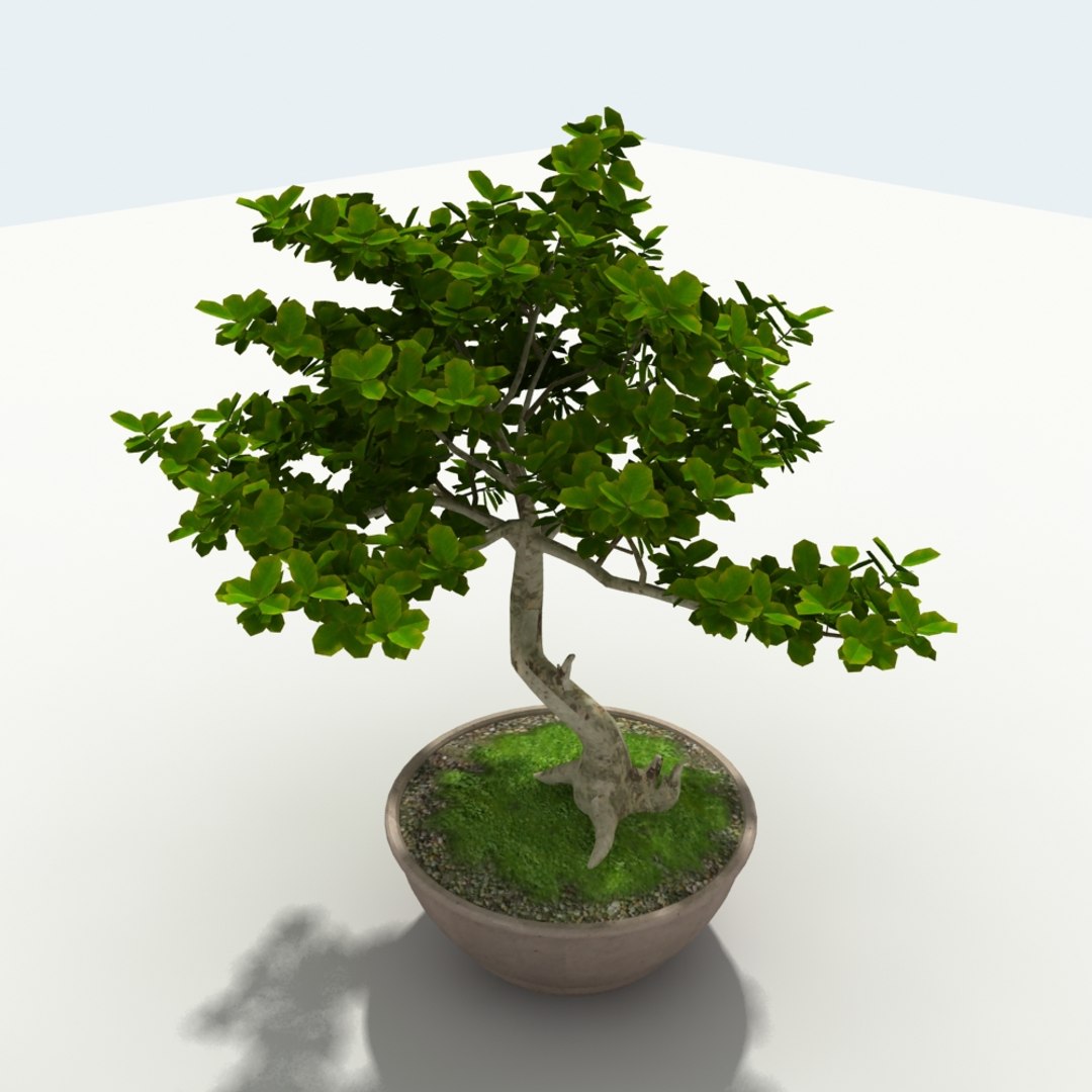 3d bonsai s model