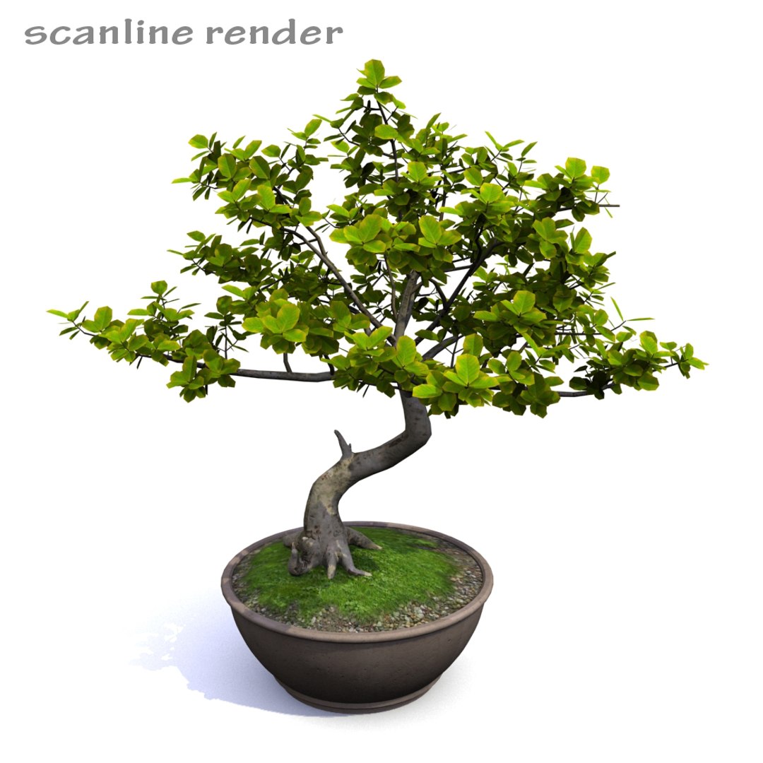 3d bonsai s model