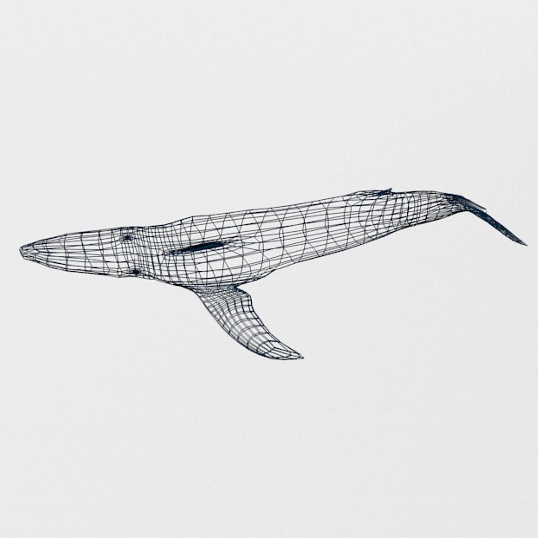 Fin Whale 3D Model - TurboSquid 1394947