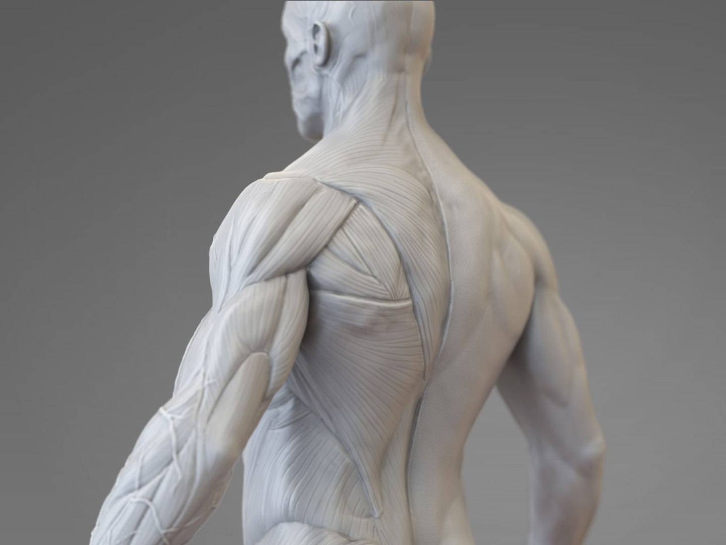 Body Reference Anatomy Veins Obj