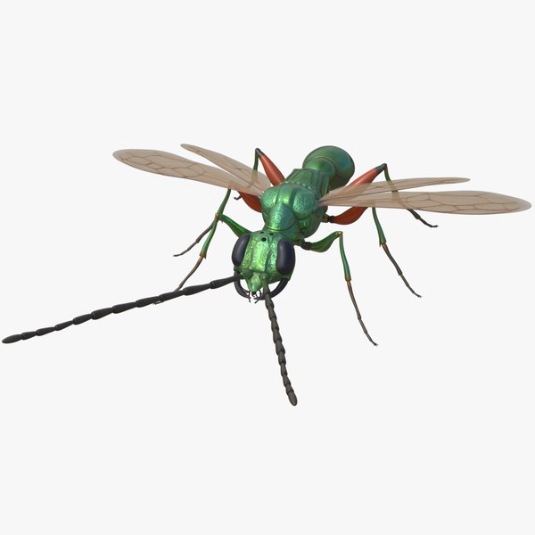 Invertebrate 3D Models for Download | TurboSquid