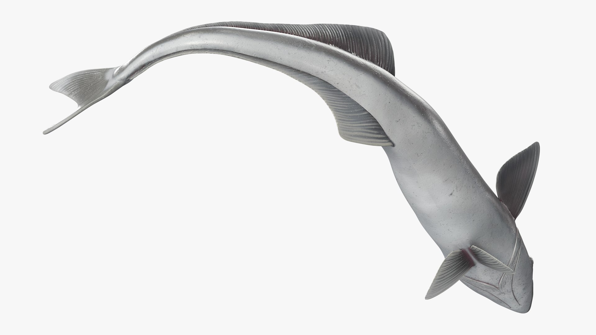 3D Ray Fish Remora Model - TurboSquid 2437492