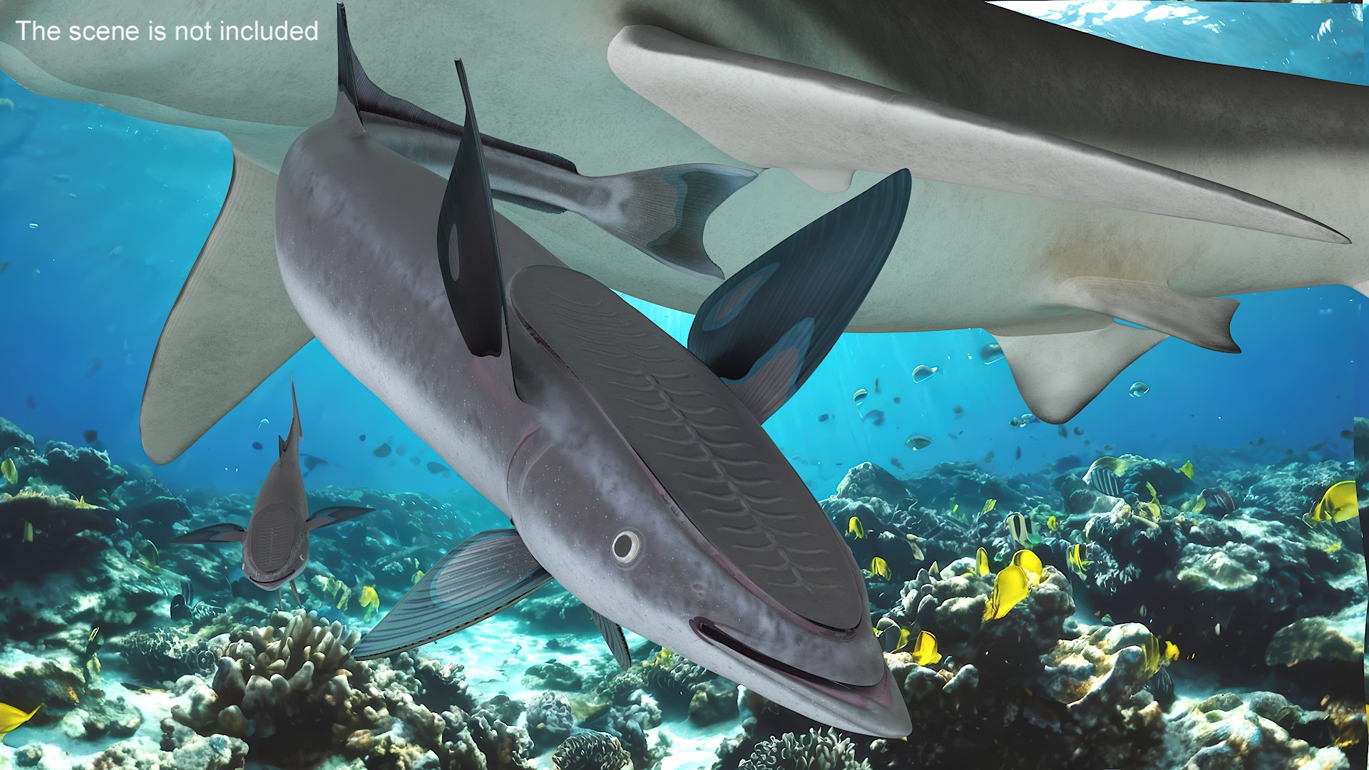 3D Ray Fish Remora Model - TurboSquid 2437492