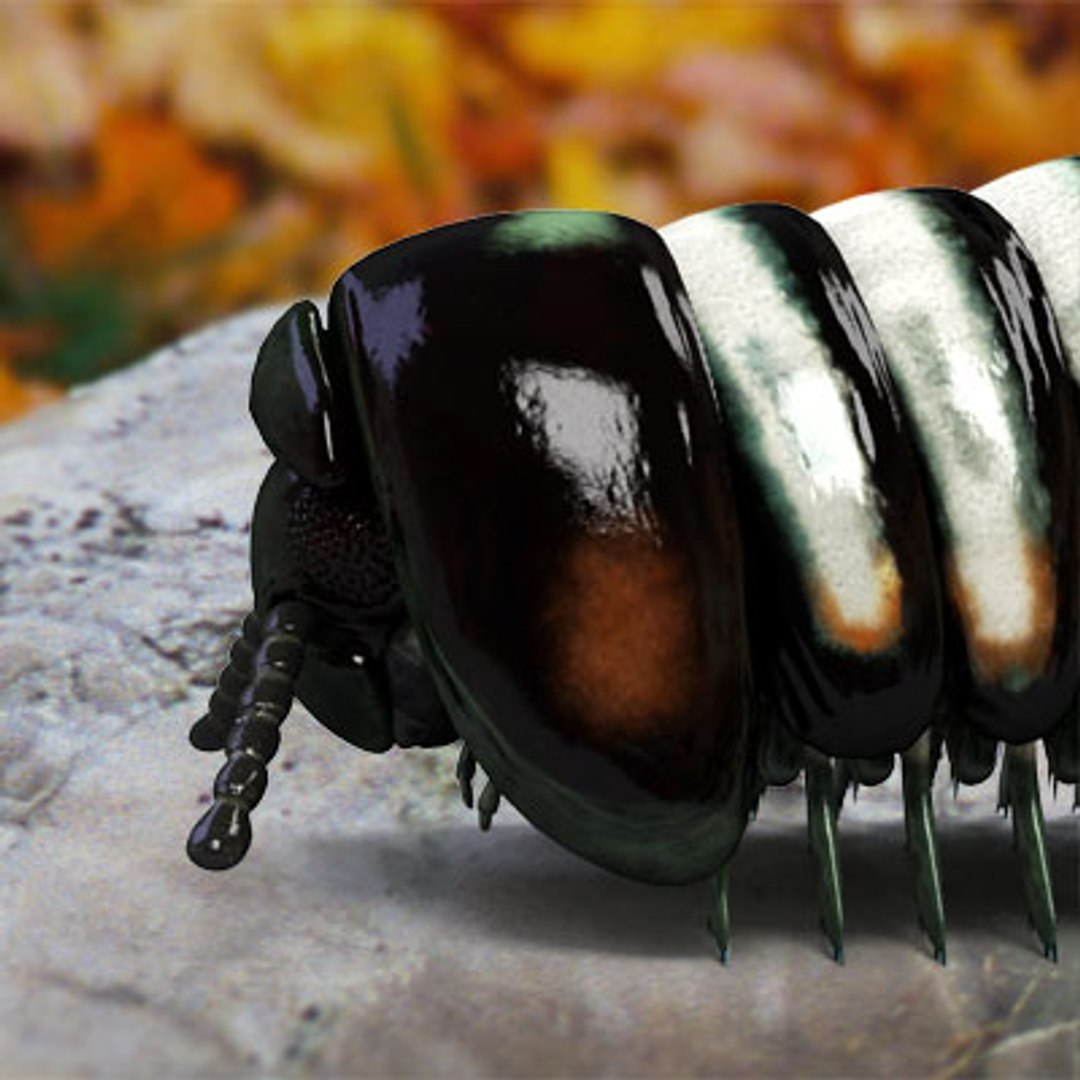 Giant Zephronia 3d 3ds