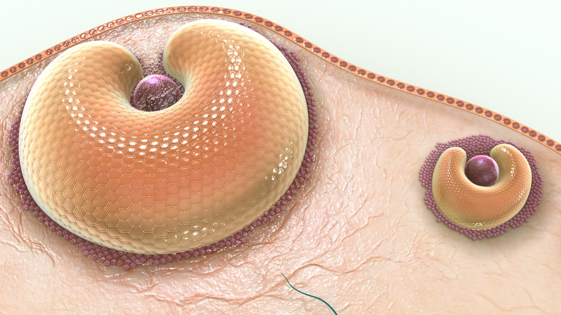 Ovary Anatomy Ov Obj