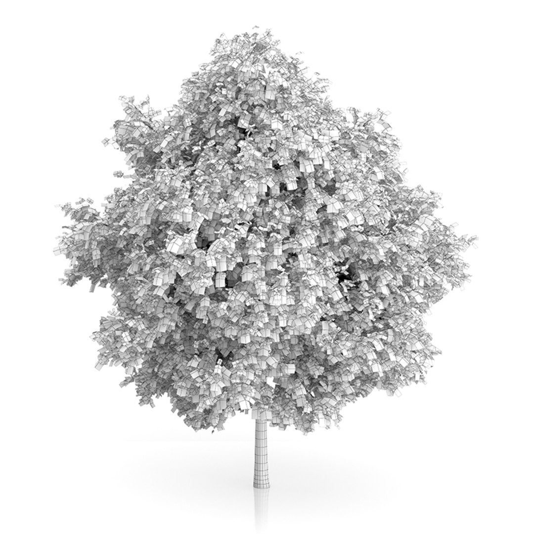 Large-leaved Lime Tree Tilia 3d Model