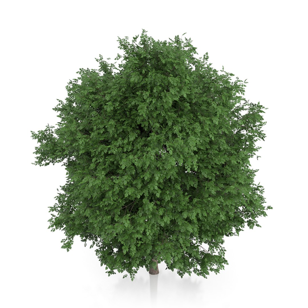 Large-leaved Lime Tree Tilia 3d Model