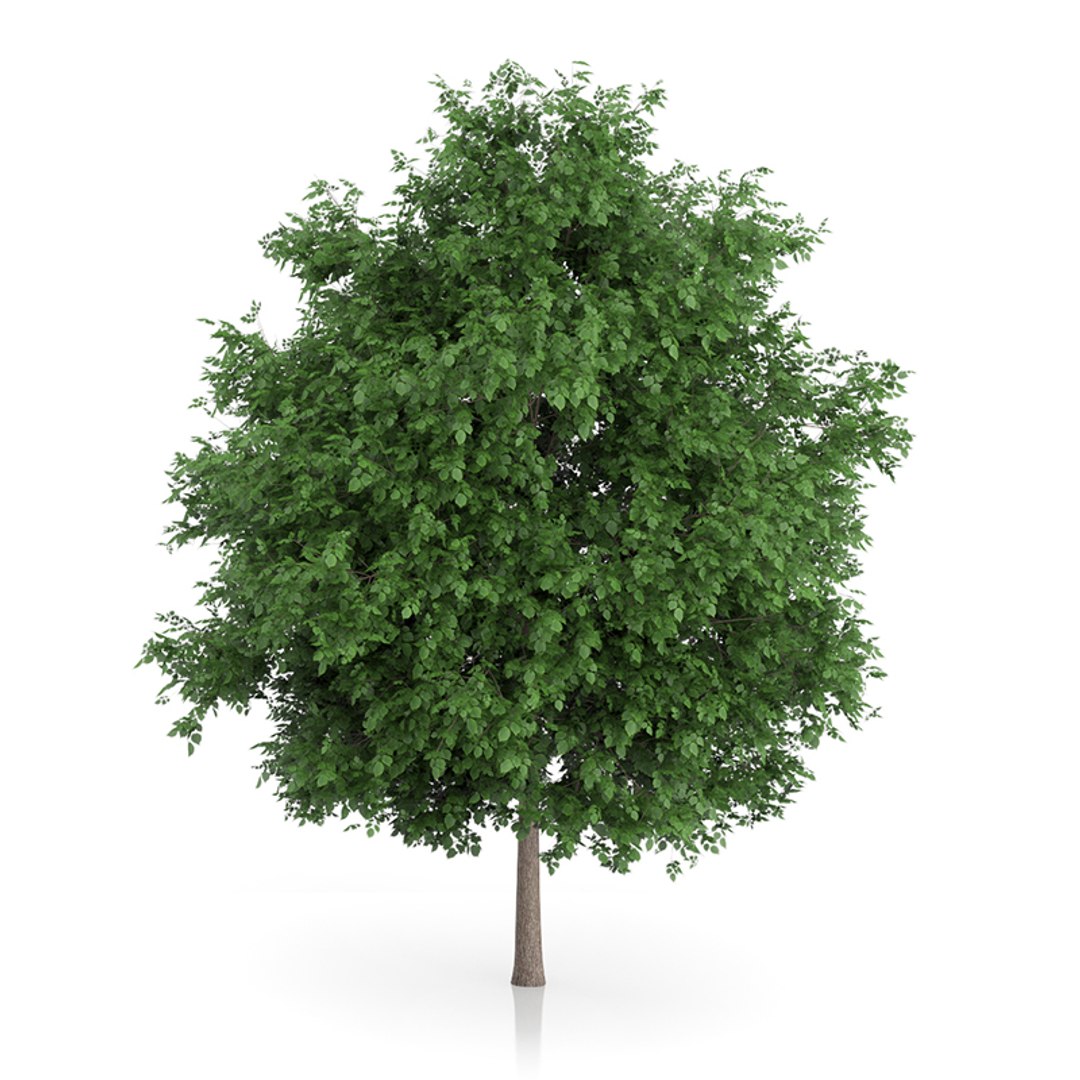 Large-leaved Lime Tree Tilia 3d Model