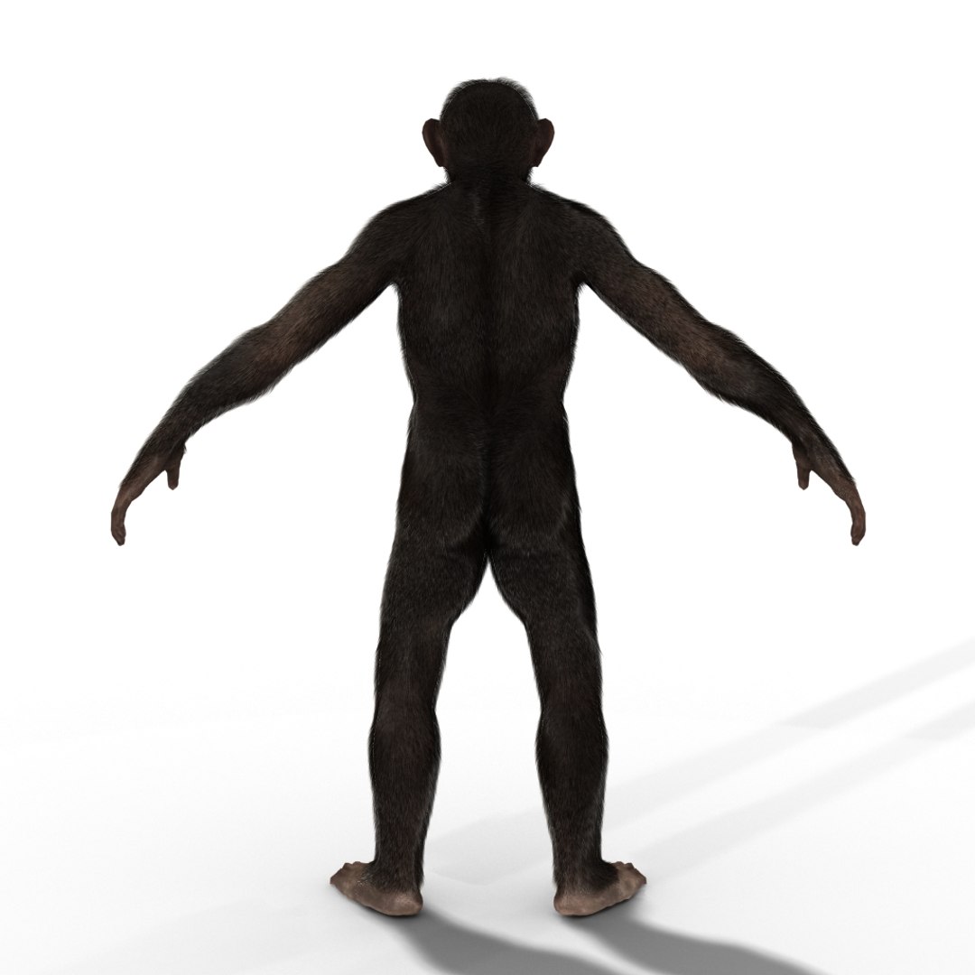 Monkey ape chimp chimpanzee 3D model - TurboSquid 1350380