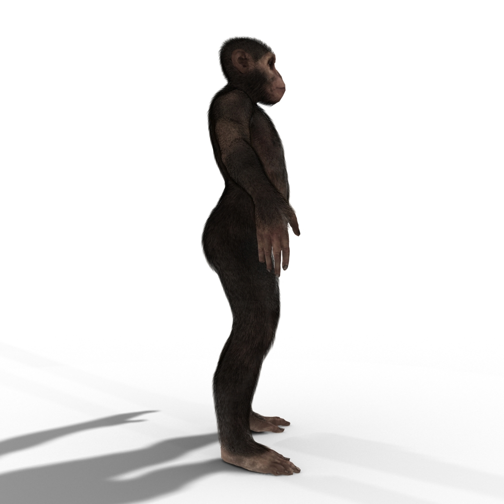Monkey ape chimp chimpanzee 3D model - TurboSquid 1350380
