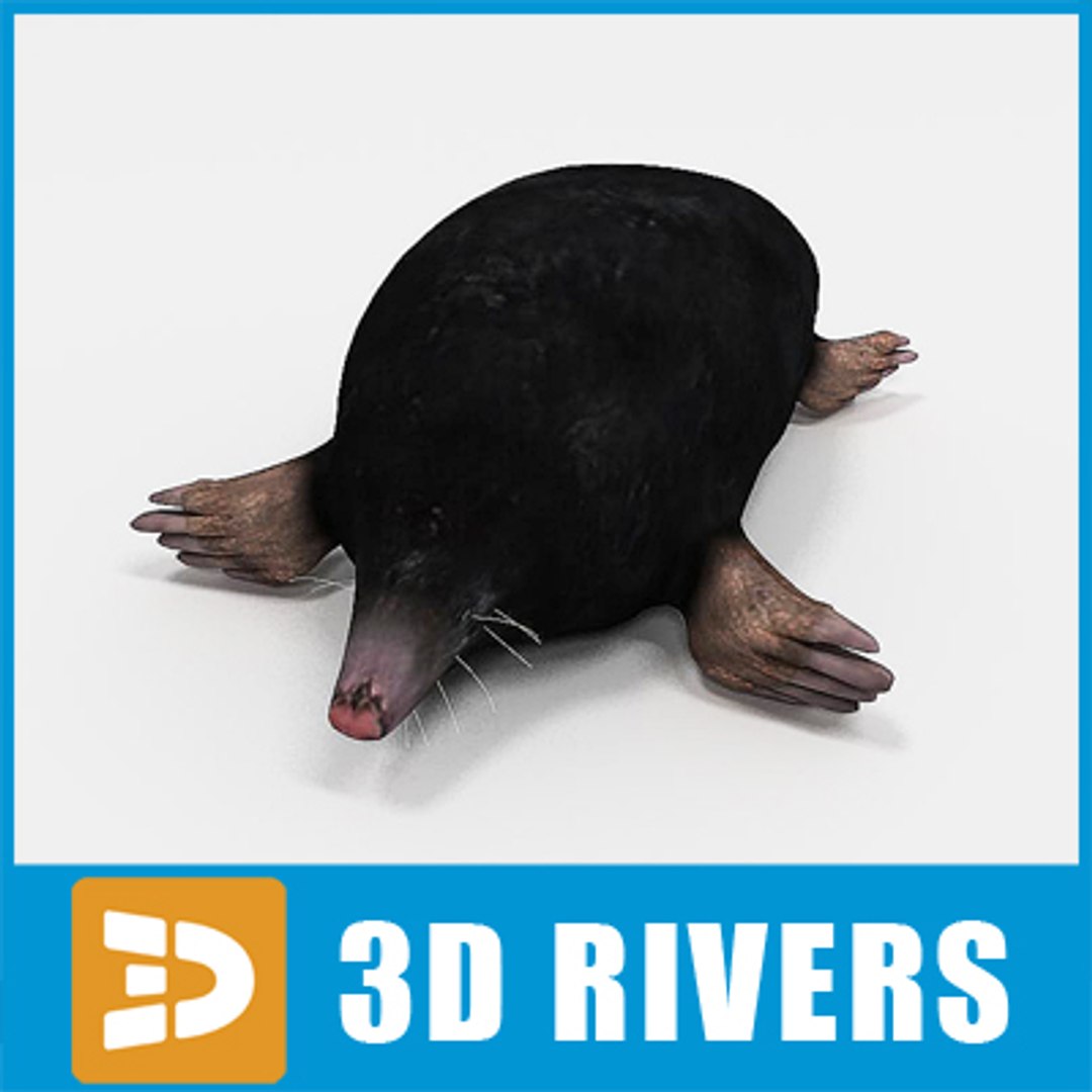 3d Mole Animals Mammal