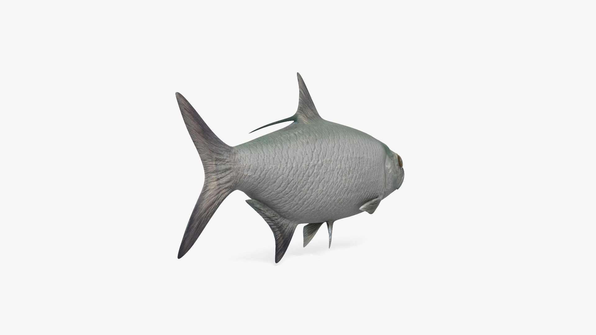 Tarpon 3D - TurboSquid 2157235