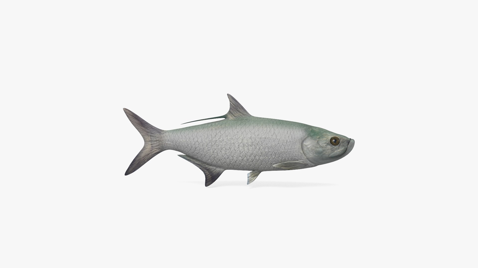 Tarpon 3D - TurboSquid 2157235
