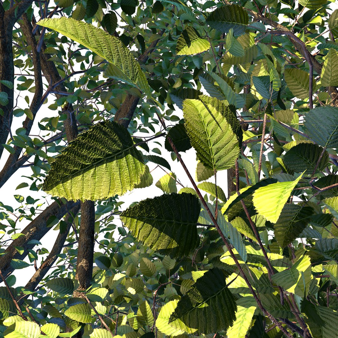 3D Tree Trunk Model - TurboSquid 1207685