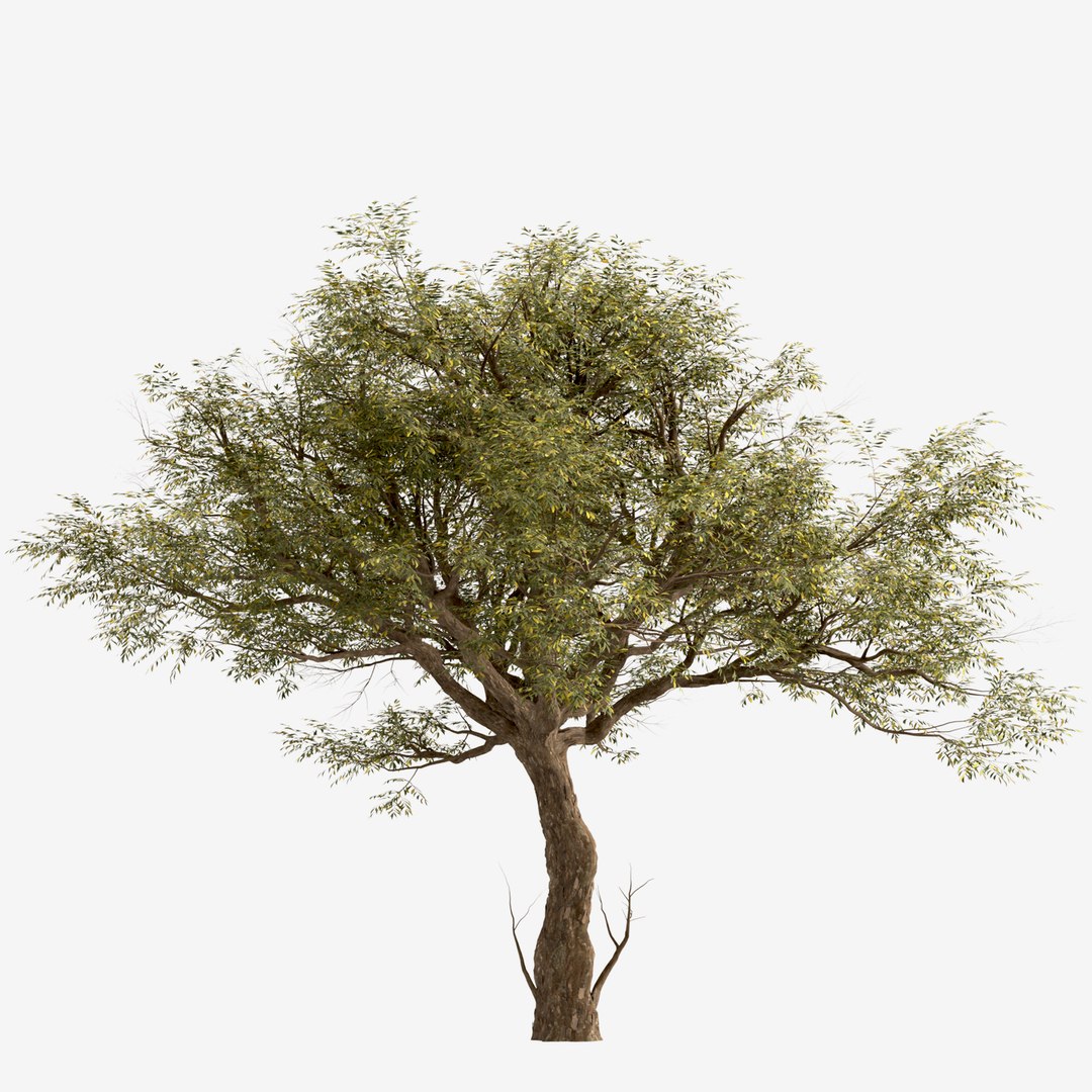 Set Of Acacia Tortilis Or Vachellia Tortilis Tree- 2 Trees 3D Model ...