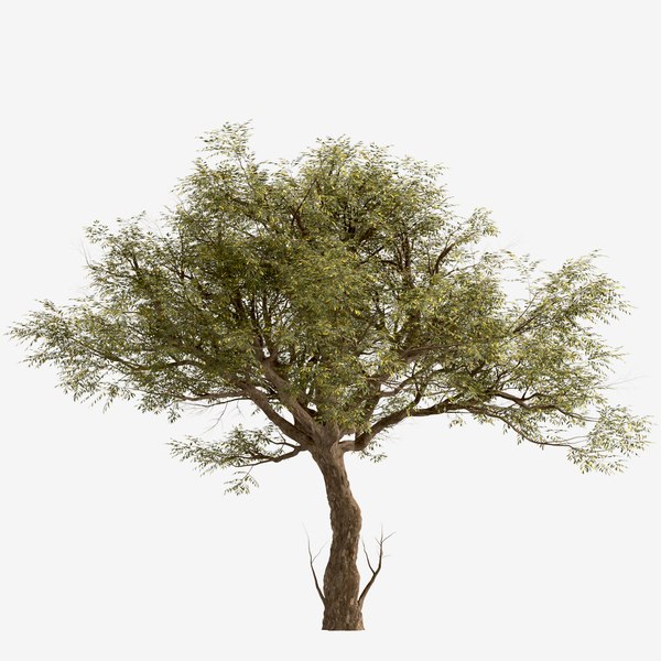 Set of Acacia Tortilis or Vachellia tortilis Tree- 2 Trees 3D 모델 ...