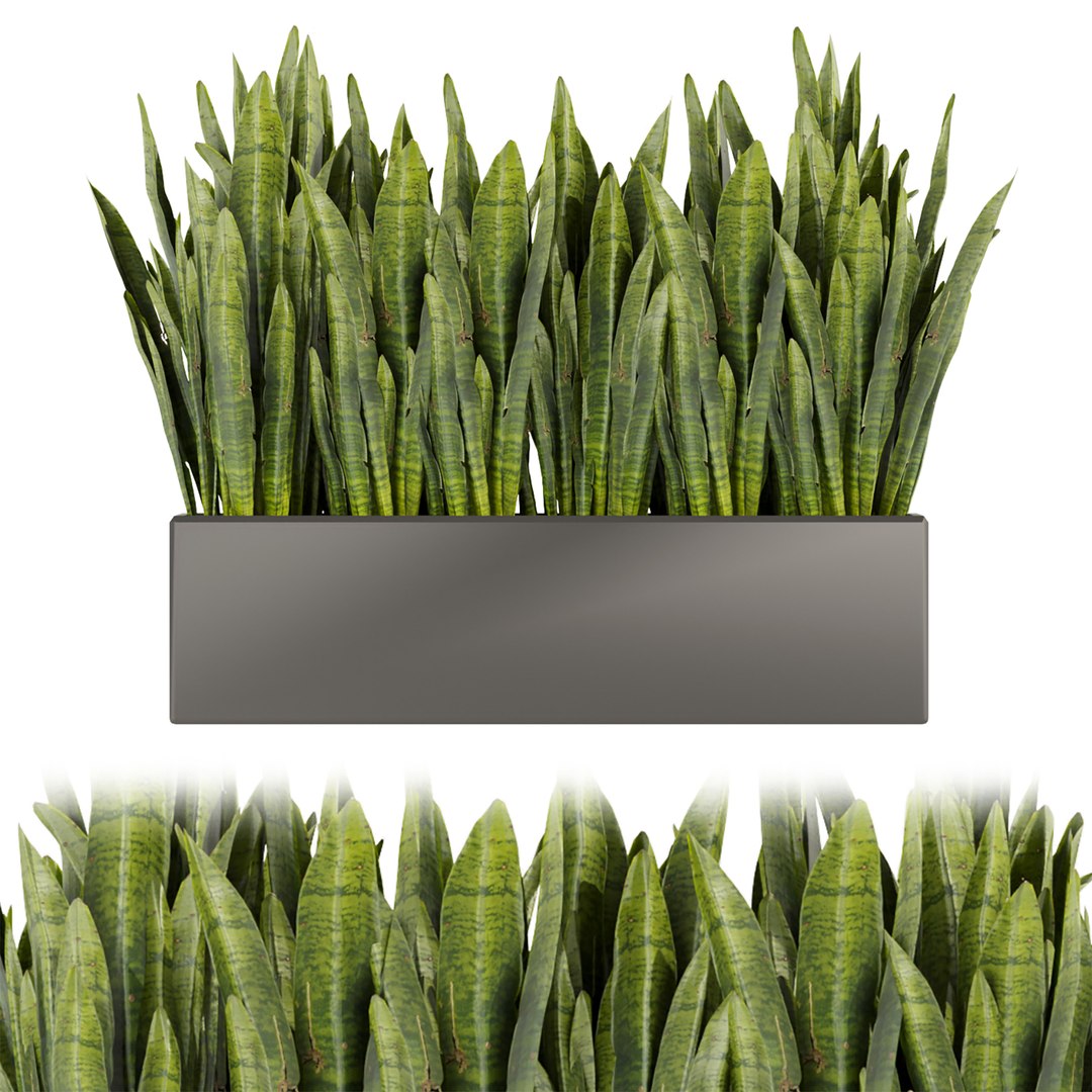 3D Collection Plant Vol 410 - Indoor - Sansveria - Fern - Monstera - Palm Model - TurboSquid 1980449