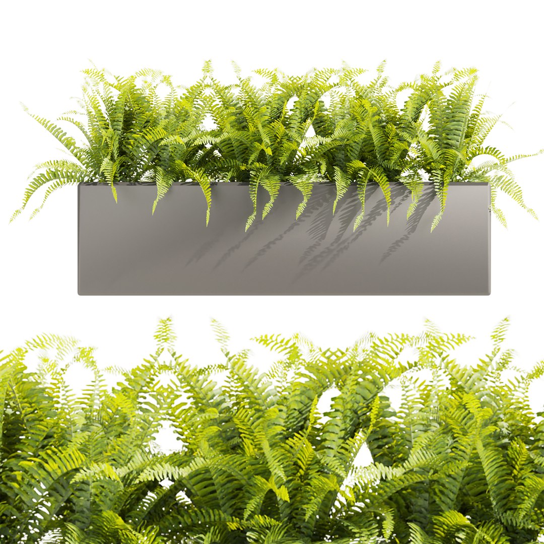 3D Collection Plant Vol 410 - Indoor - Sansveria - Fern - Monstera - Palm Model - TurboSquid 1980449