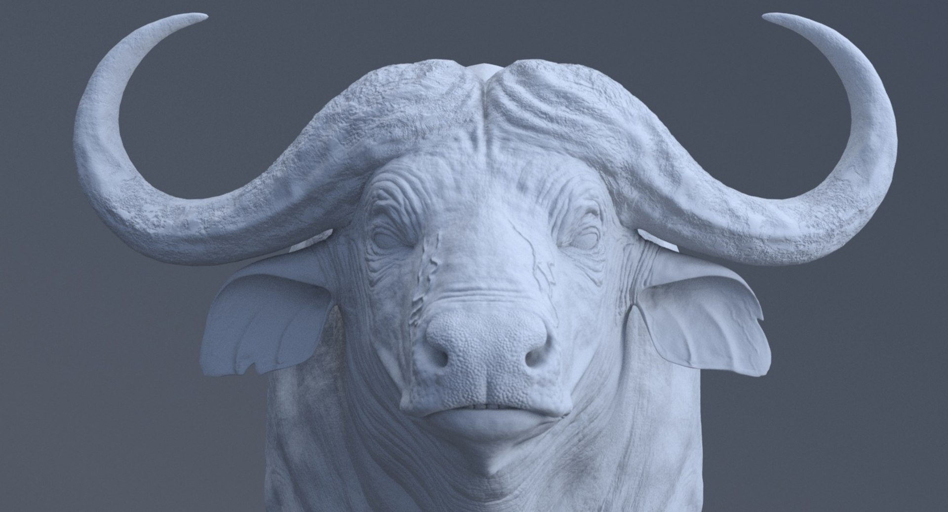 African Buffalo 3D Model - TurboSquid 1279388