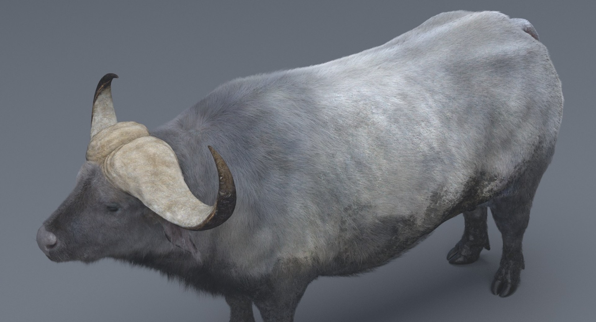 African Buffalo 3D Model - TurboSquid 1279388